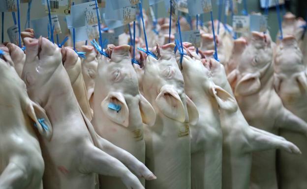 Un total de 68 veterinarios controlarán las matanzas domiciliarias ...