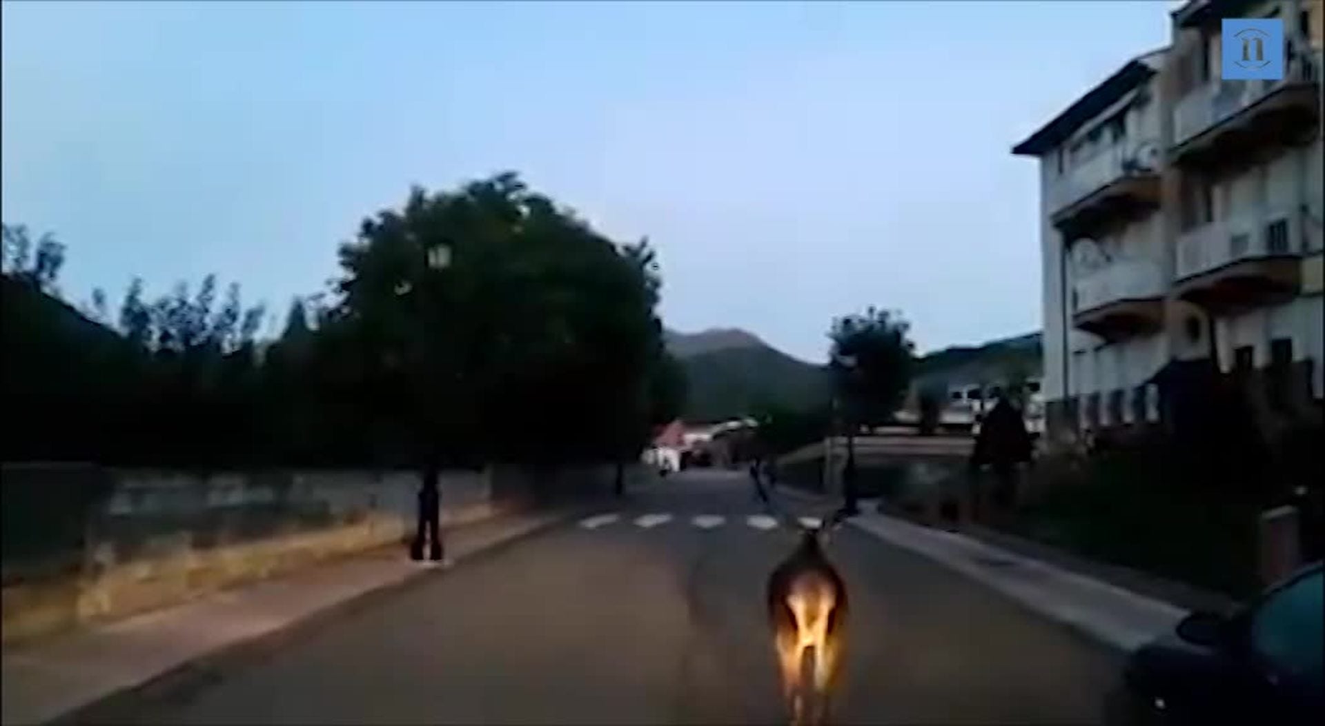 Un venado de paseo por Sabero | leonoticias.com
