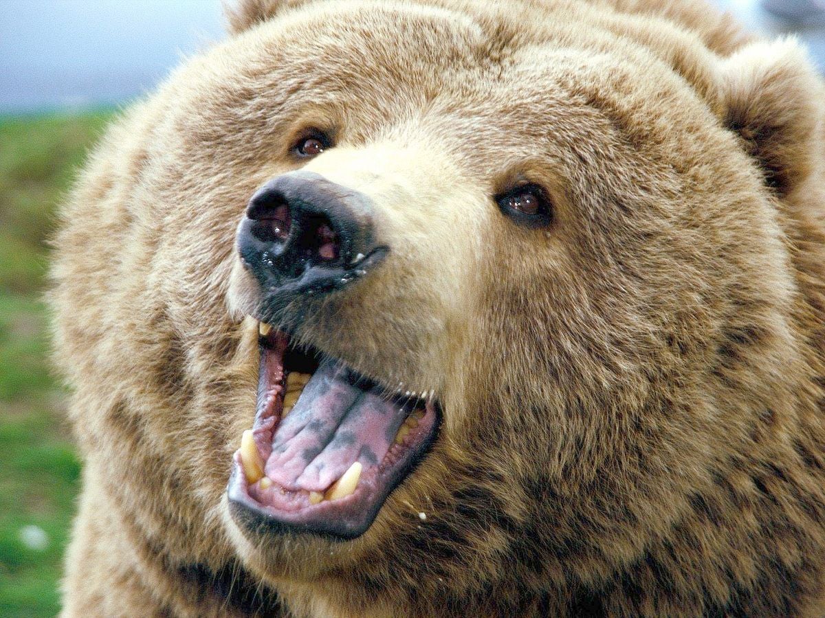 Guía para reintroducir a los osos en la naturaleza | leonoticias